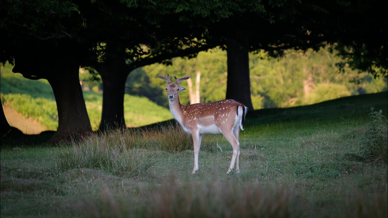 Beautiful Excitement - Animals - YouTube