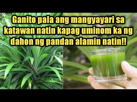 Ganito pala kabisa ang pandan na ito kaya pala Marami ang may tanim ...