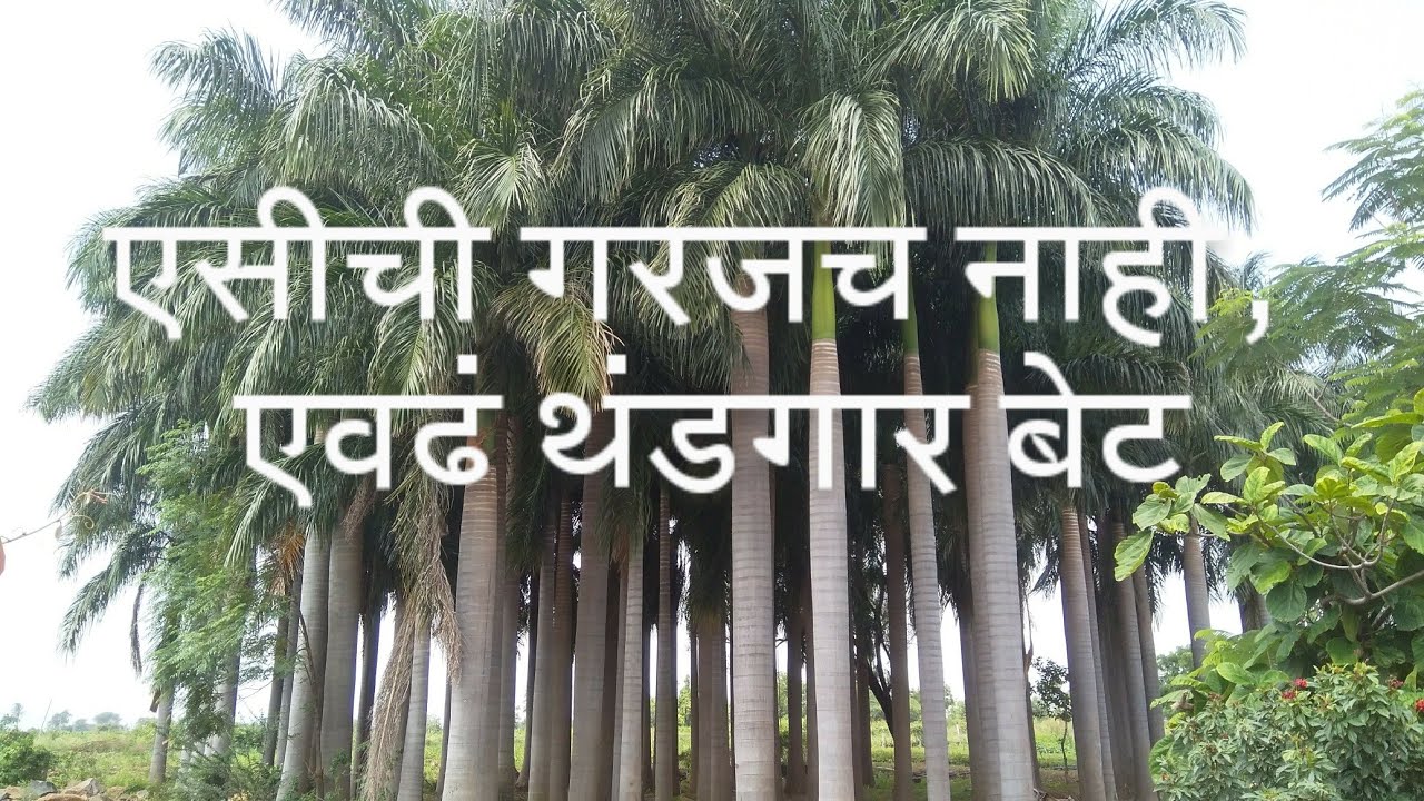 पाम झाडांचे बेट / paam tree - YouTube