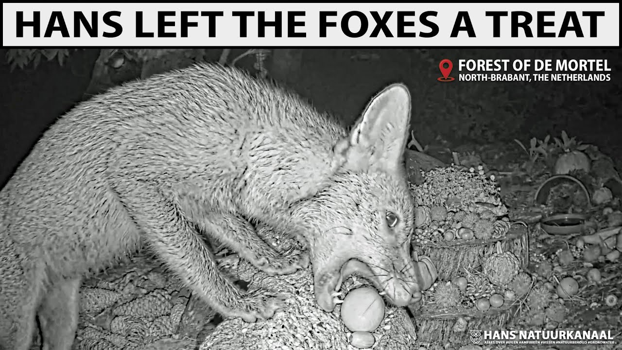 Hans has left the foxes a treat this night! | Nachtleven in het Bos van ...