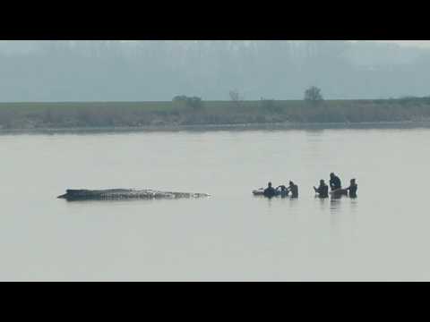 LIVE: Rettungsaktion für Wal Timmy – Taucher am Wal angekommen