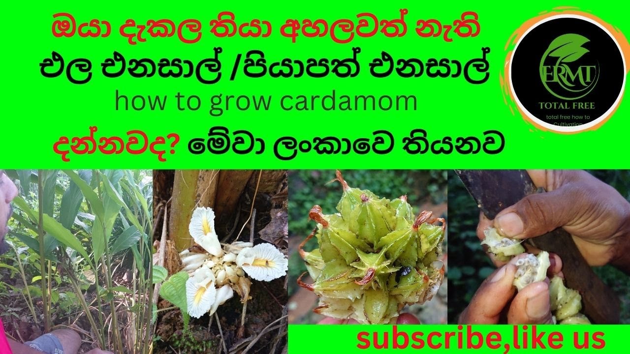 එනසාල්/කරදමුංගු වගාව එල එනසාල් how to grow cardamom #blak #cardamom # ...