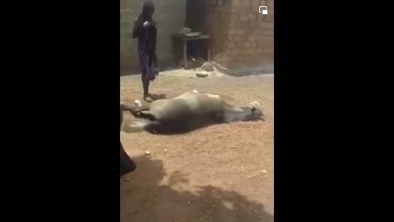 COMMUNITY THAT USES VIRGIN GIRLS AS MEDICINE TO DYING DONKEYS - YouTube