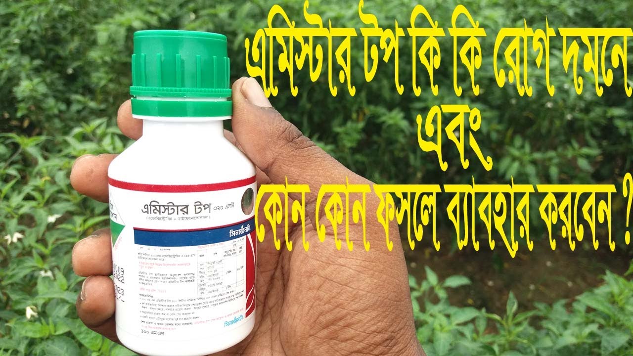 Amistar Top এমিস্টার টপ এর কাজ কি। এবং কোন ফসলে ব্যাবহার করবেন। Amister ...