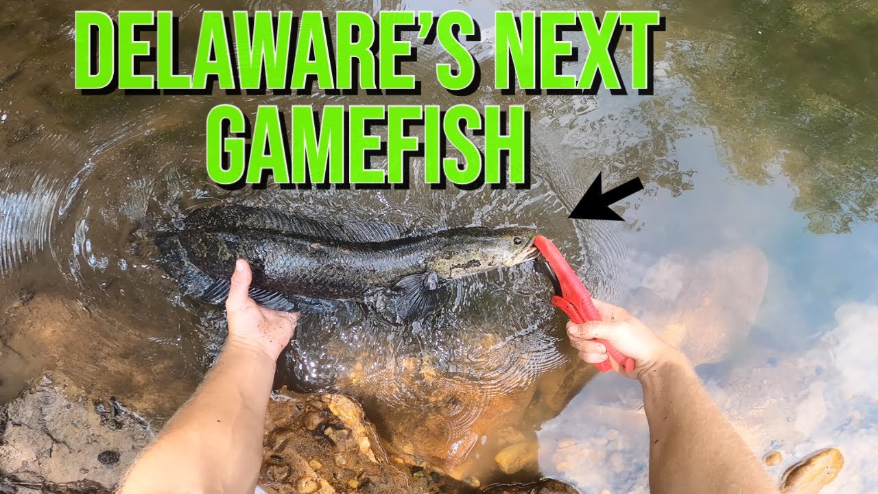 Delaware Snakehead Fishing 2021: The Ultimate Highlight Reel - YouTube