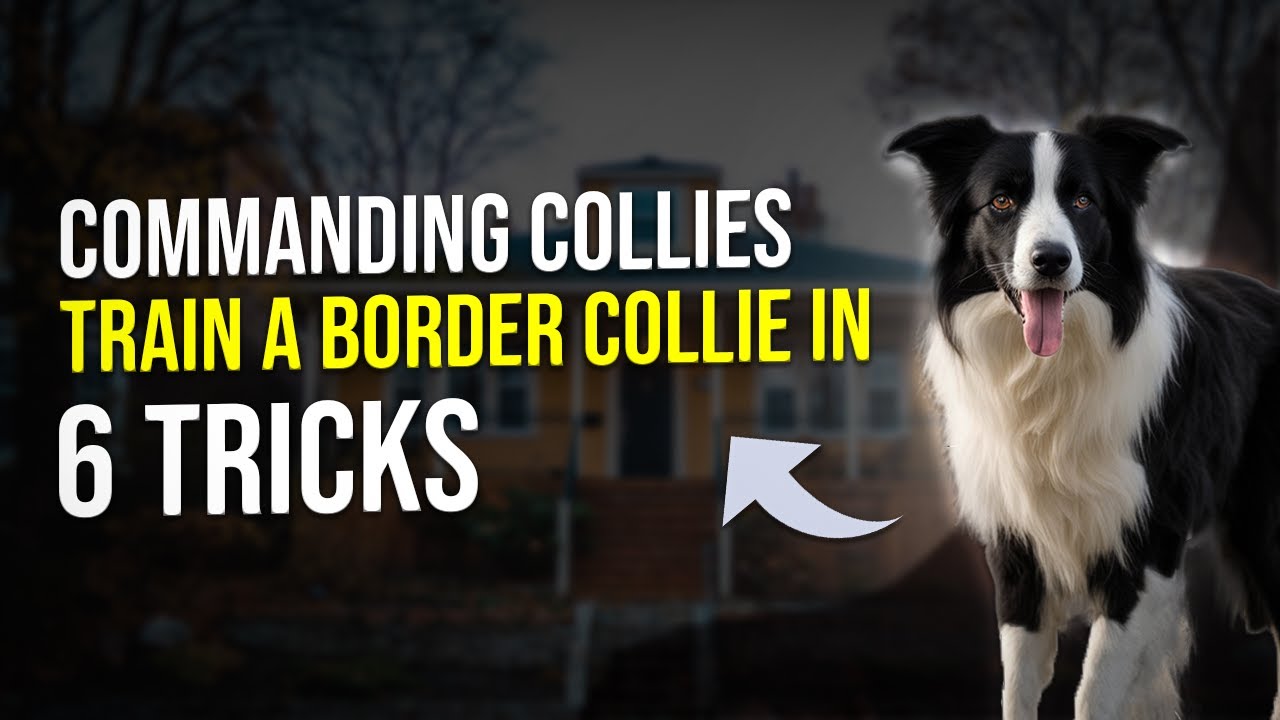 Commanding Collies Train a Border Collie in 6 Tricks 🐾 - YouTube