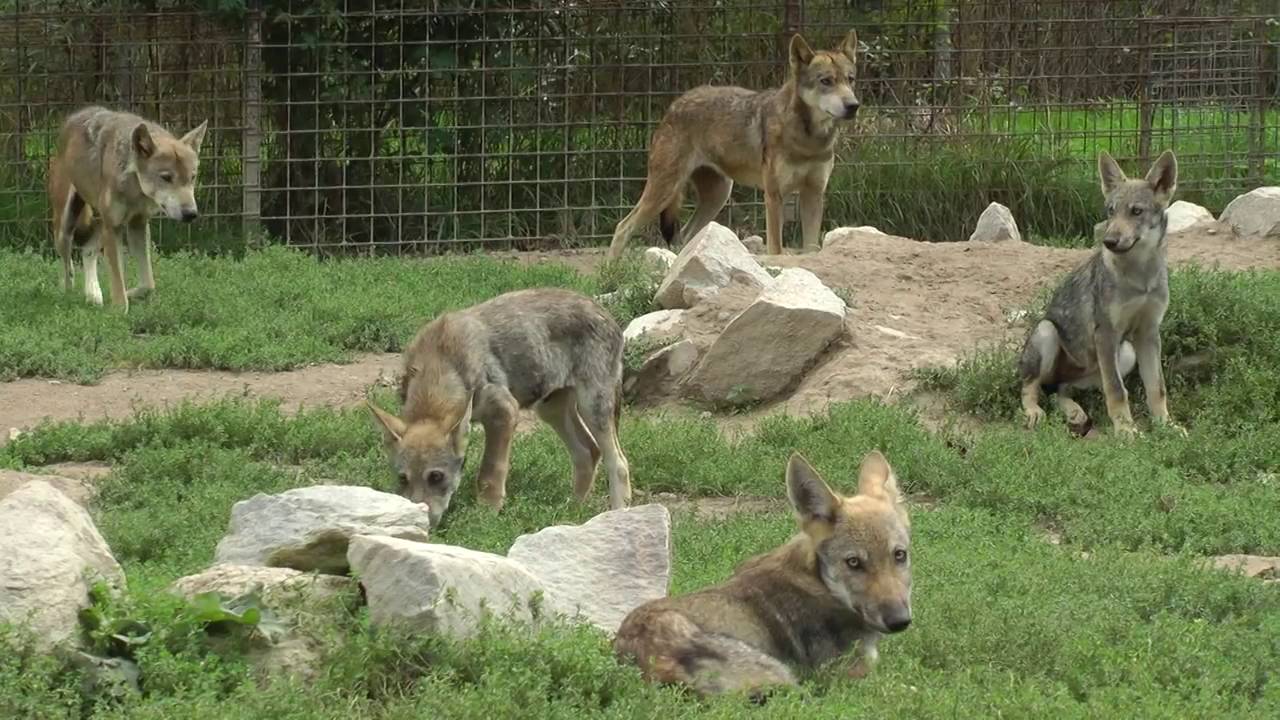 ZOO Dvorec Borovany - YouTube