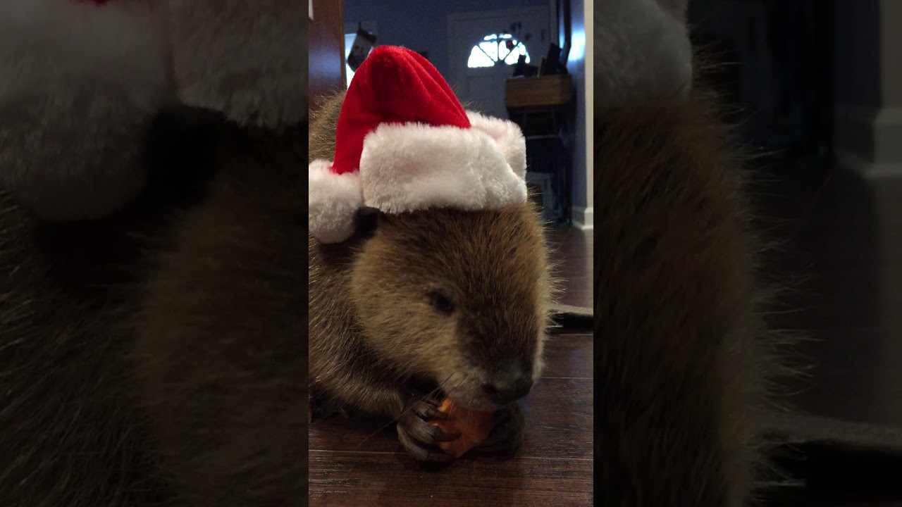 The Christmas Beaver - YouTube