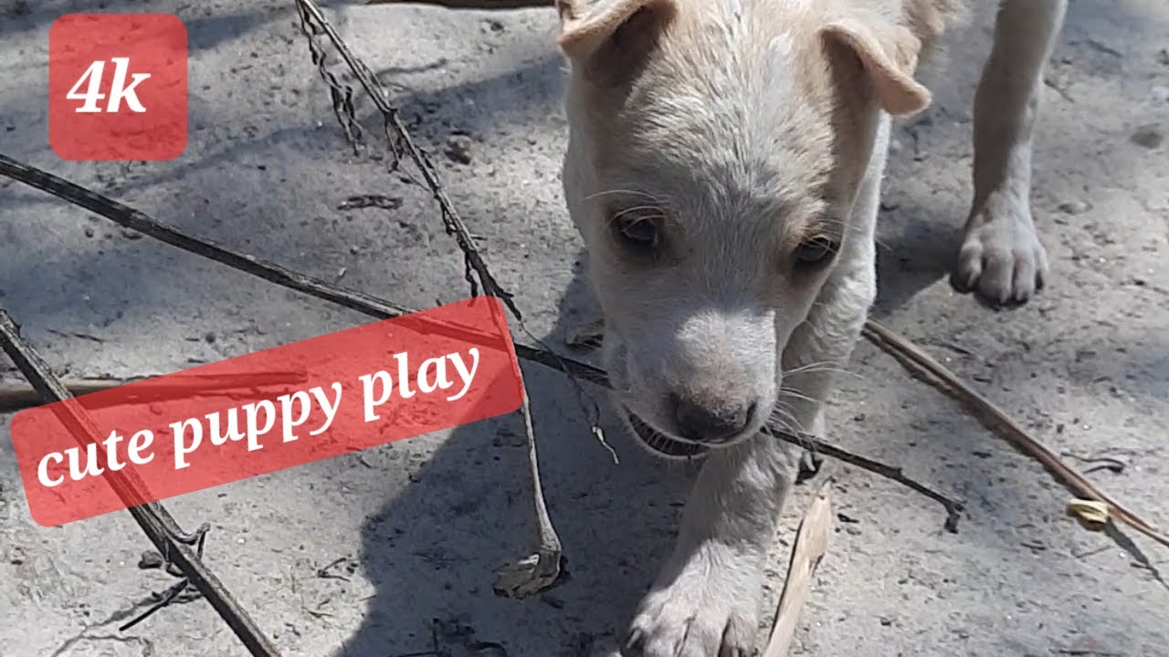 See How cute puppy playing | puppy खेलता हुआ | puppy play 🐶 🐕 - YouTube