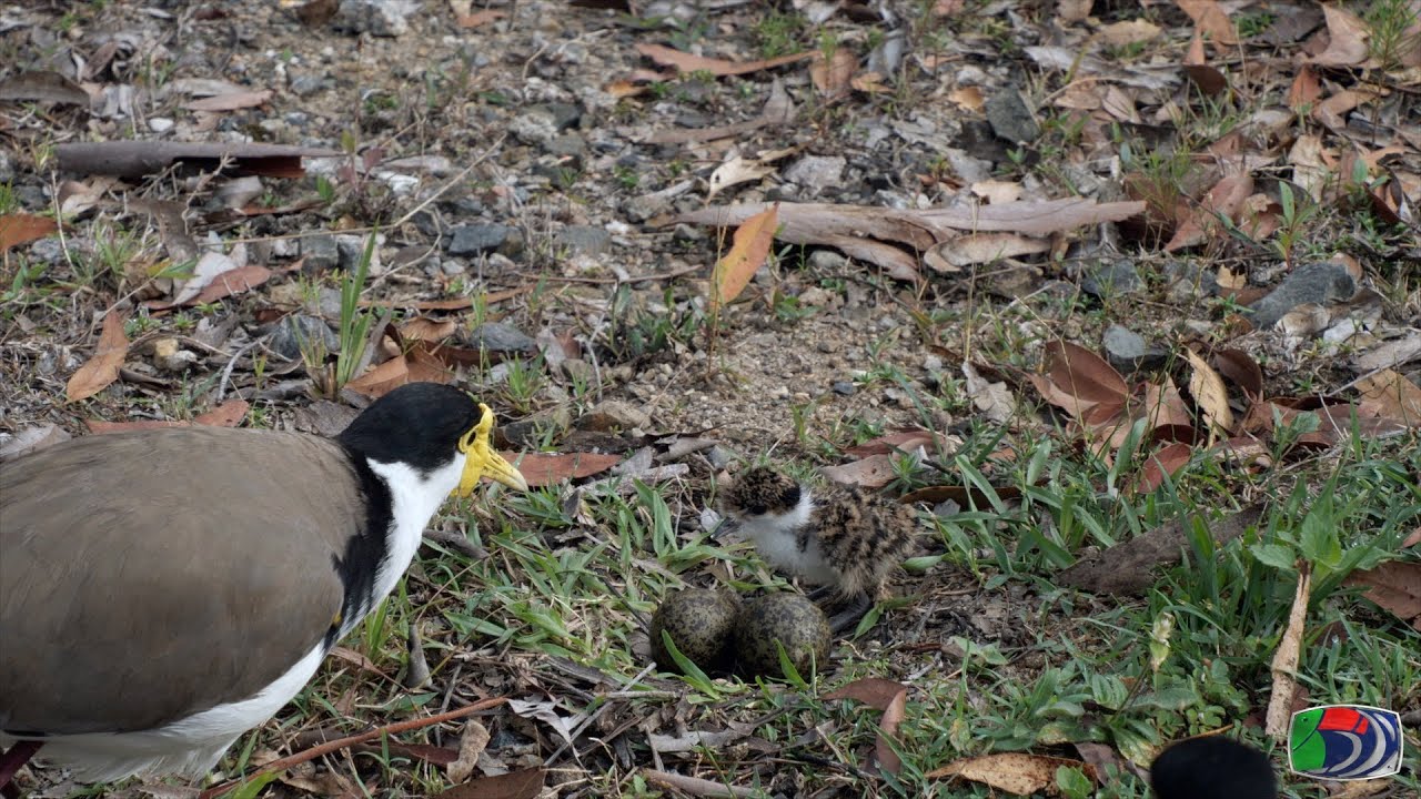 Masked Lapwing Footage 2, breeding, brooding, swapping, defending nest ...