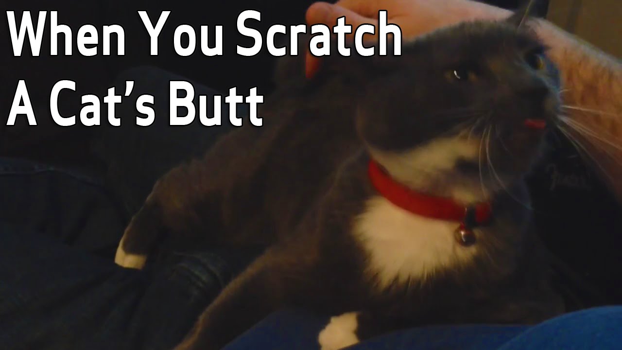 "When You Scratch A Cat's Butt" - Acoustic Gamer - YouTube