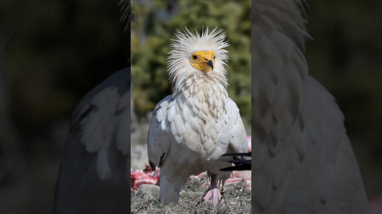 Küçük Akbaba(Mısır Akbabası)... #wildlife #doğa #animals #birds - YouTube