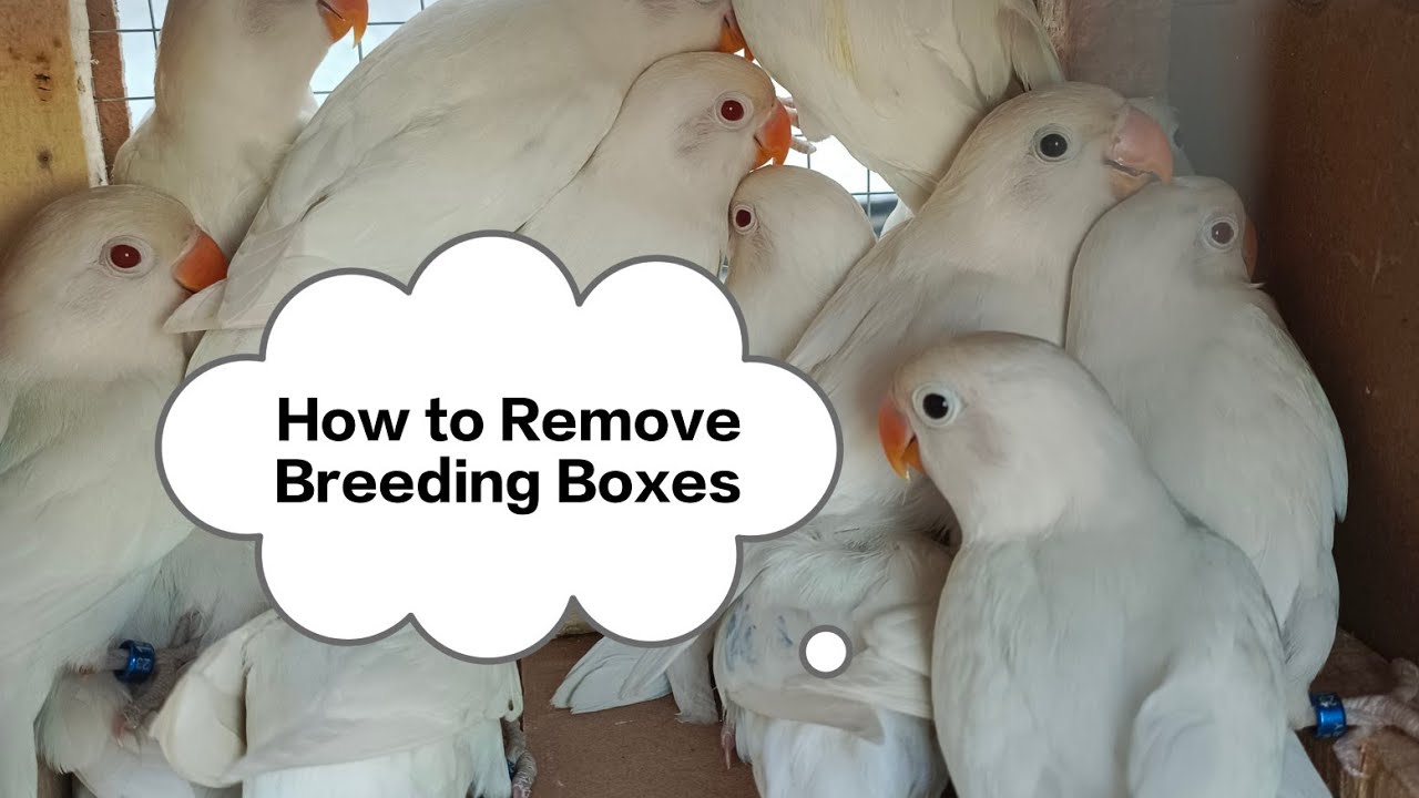 Tips for Ending Breeding Season | How to Remove Box or Stop Breeding ...