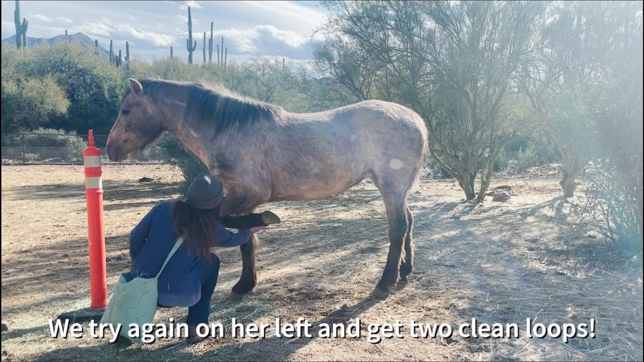 Modern Mustang Gentling: Tsuki Day 30 - Hoof Lifting Progress - YouTube