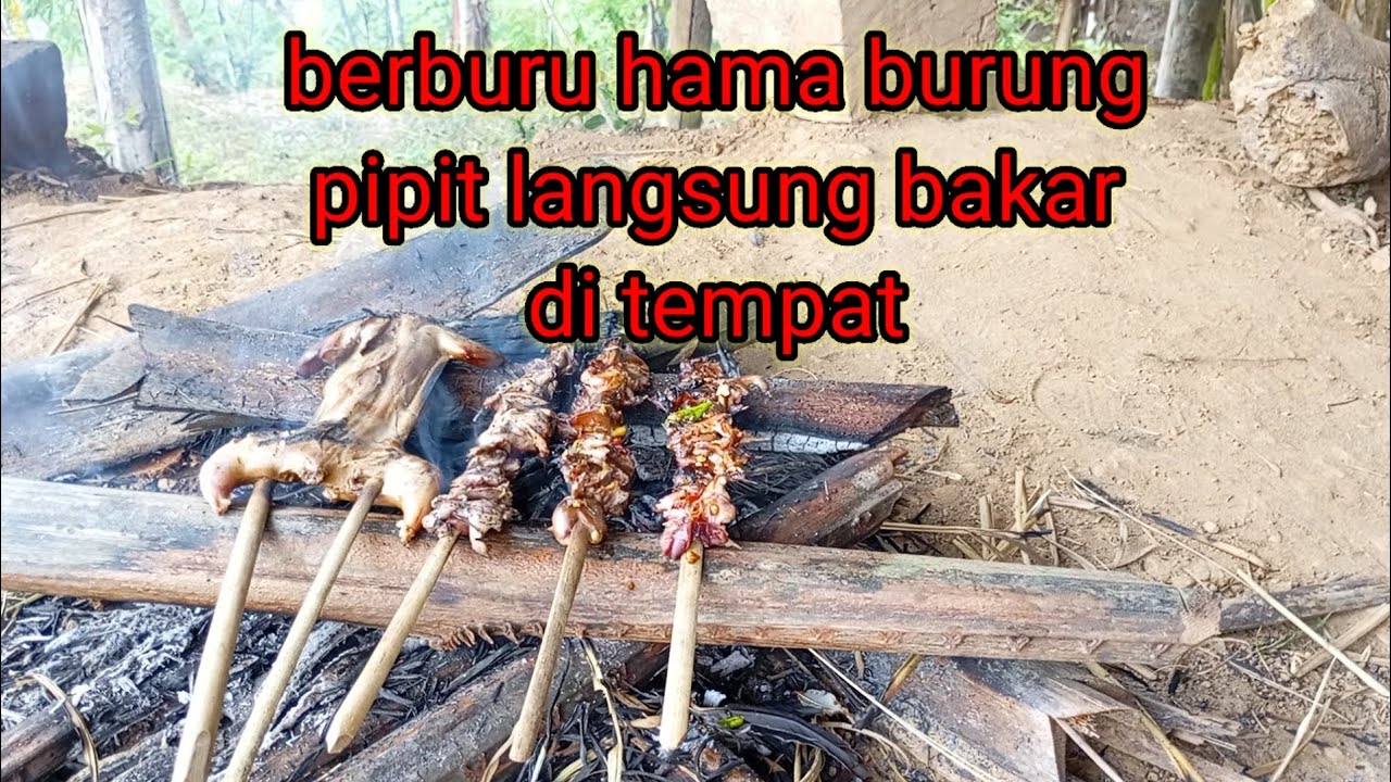 kembali berburu burung pipit‼️ langsung bakar di tempat bonus bajing ...