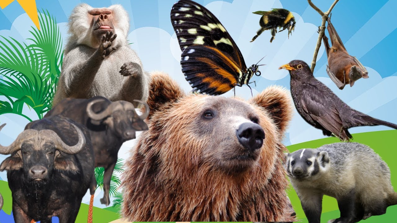 Farm Animals "B", Animal Sounds : Bear, Bat, Buffalo, Blackbird, Budger ...