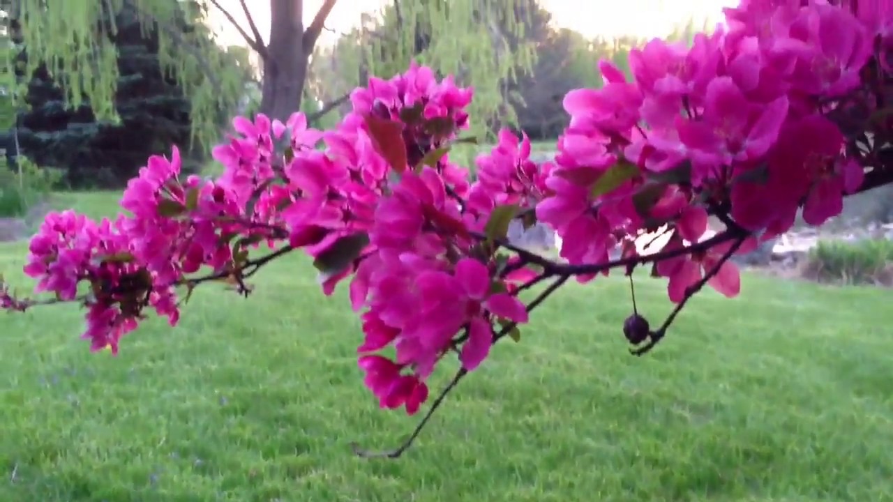 The Red Splendor Crabapple, Malus x 'Red Splendor - YouTube