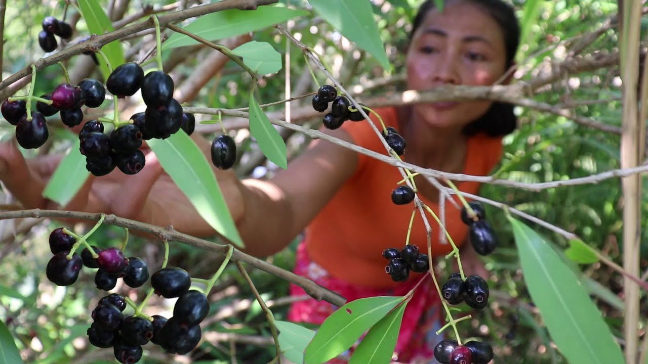 Natural fruit foods yummy: Found Ripe Jambolan plum at River for Eating ...