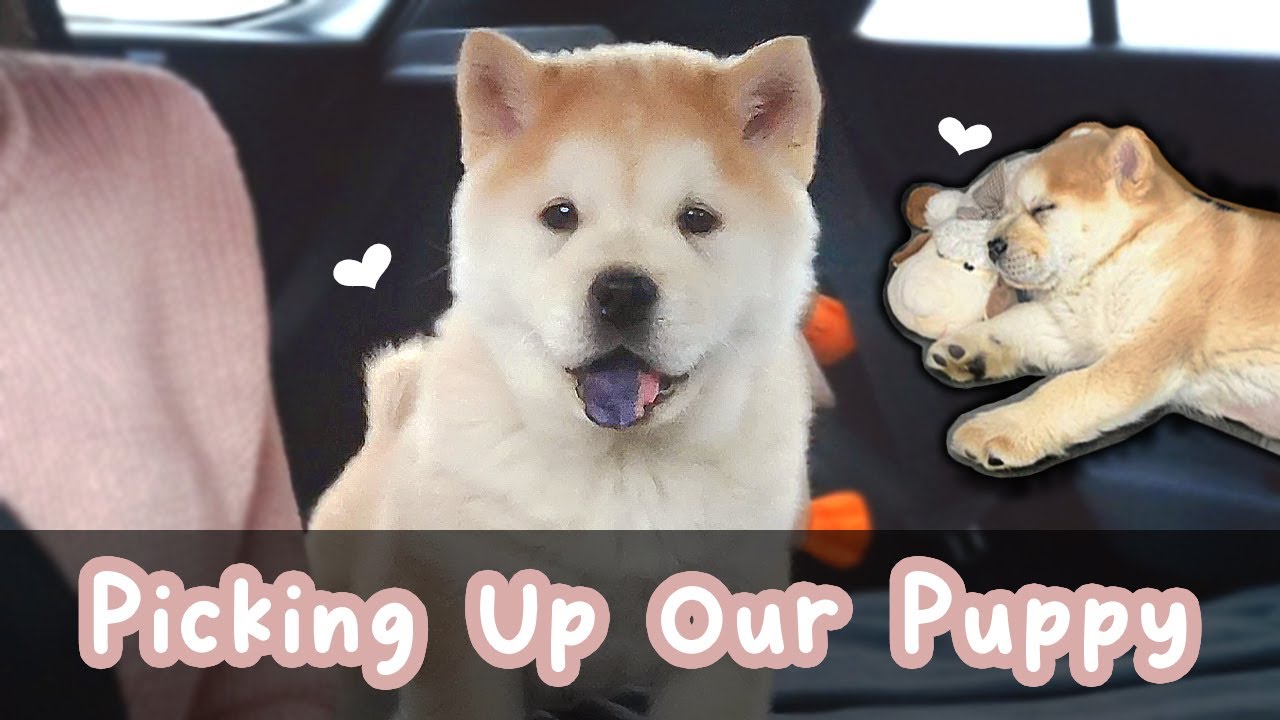 Picking Up our NEW Puppy | Chowski Puppy | Our First Puppy - YouTube
