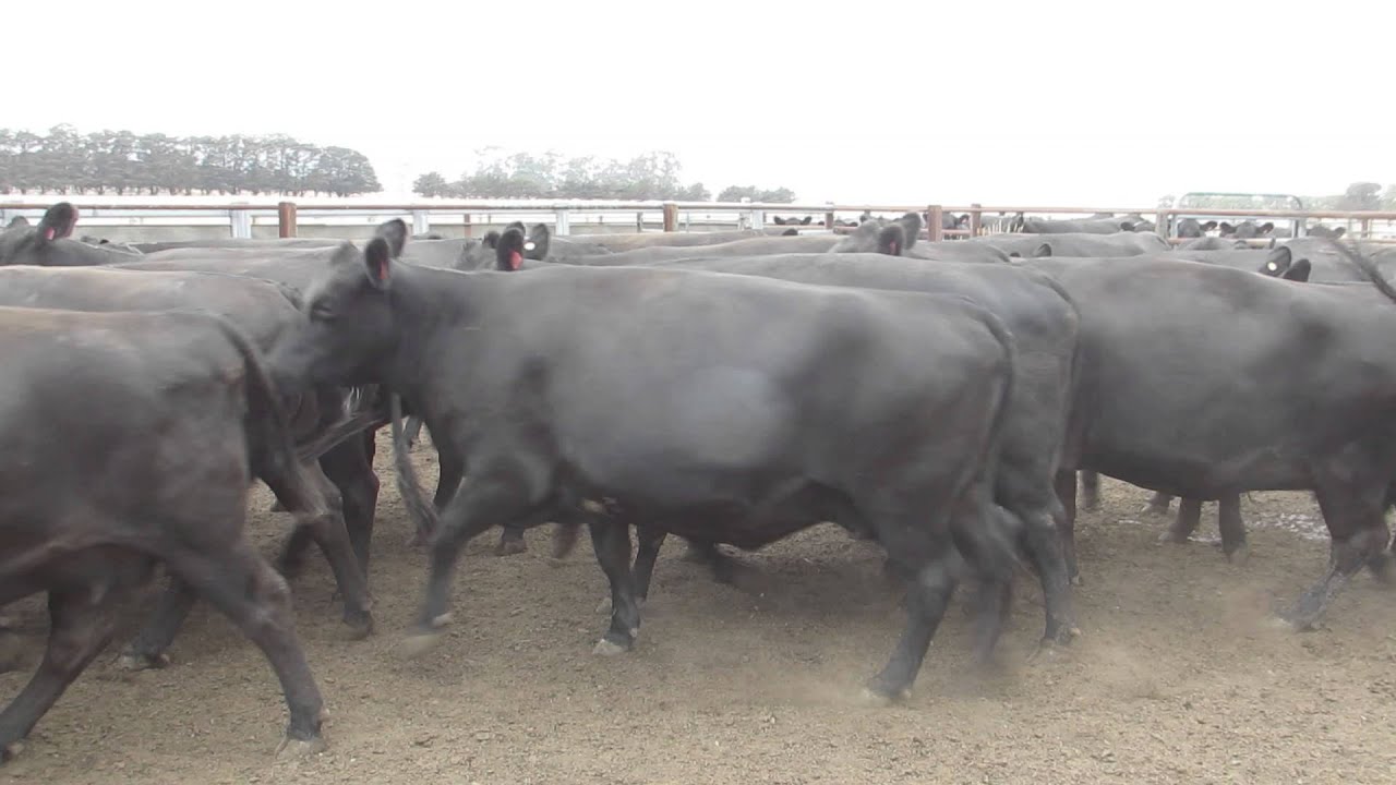 Mt Fyans 94 Cows - YouTube