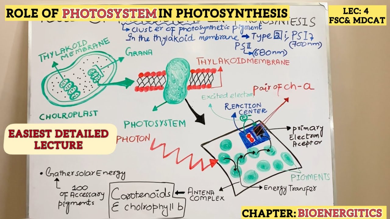 Role of Photosystem in Photosynthesis | Photosystem Explained ...