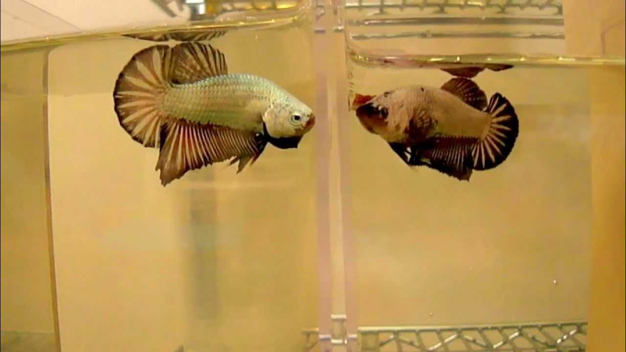 Betta Platinum Black Dragon Halfmoon Plakat Pair. - YouTube