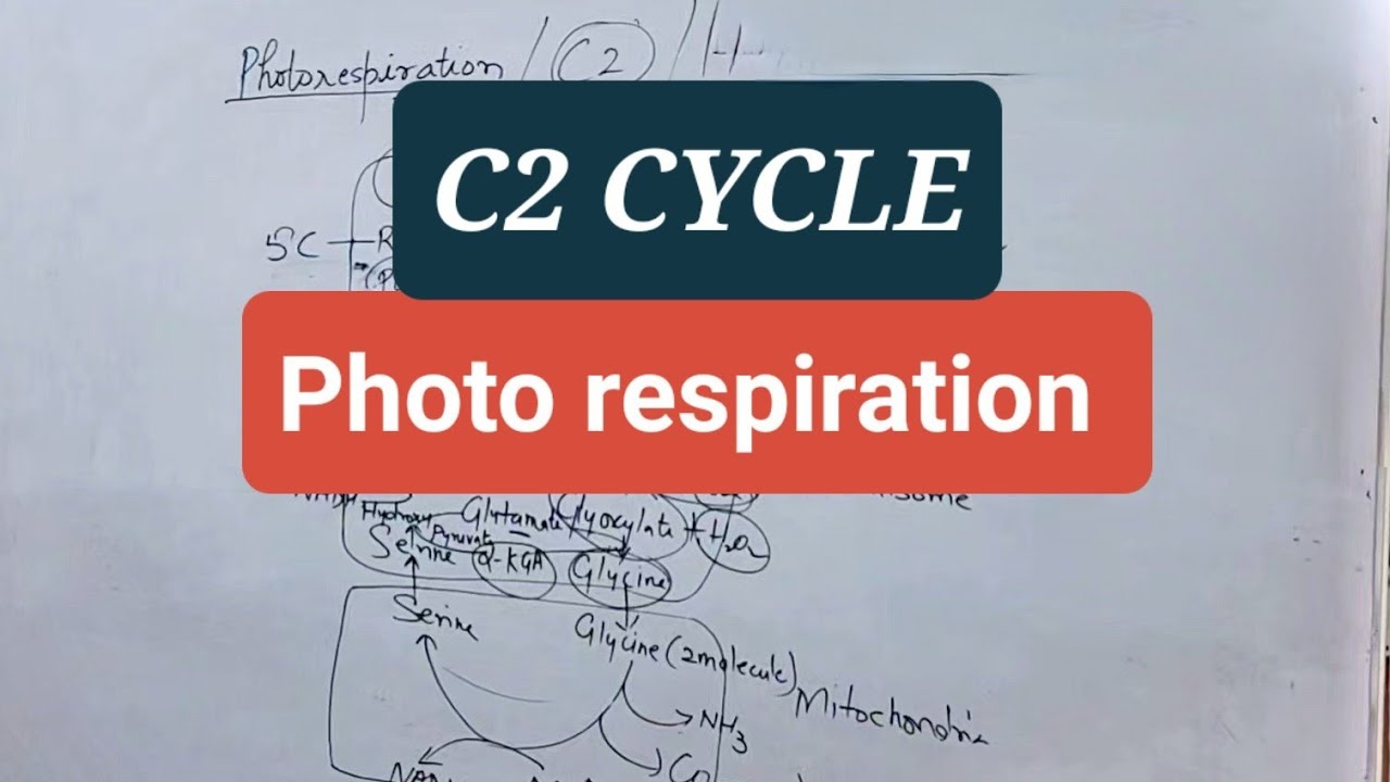 photorespiration | C2 CYCLE | Photosynthesis | Plant physiology | CBSE ...