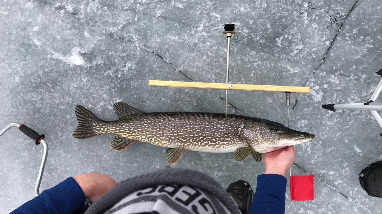 Surface Tension: Gator Pike through the Ice - YouTube