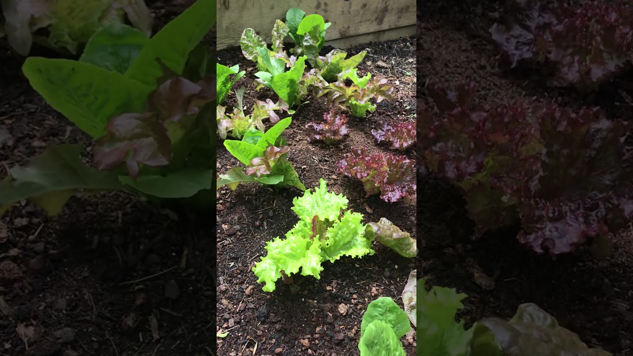 Garden update - Mixed Cut & Come again baby lettuce leaves - Bulb ...