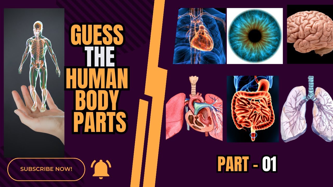 Guess The Human Body Parts 01 | Human Body Parts Quiz | - YouTube