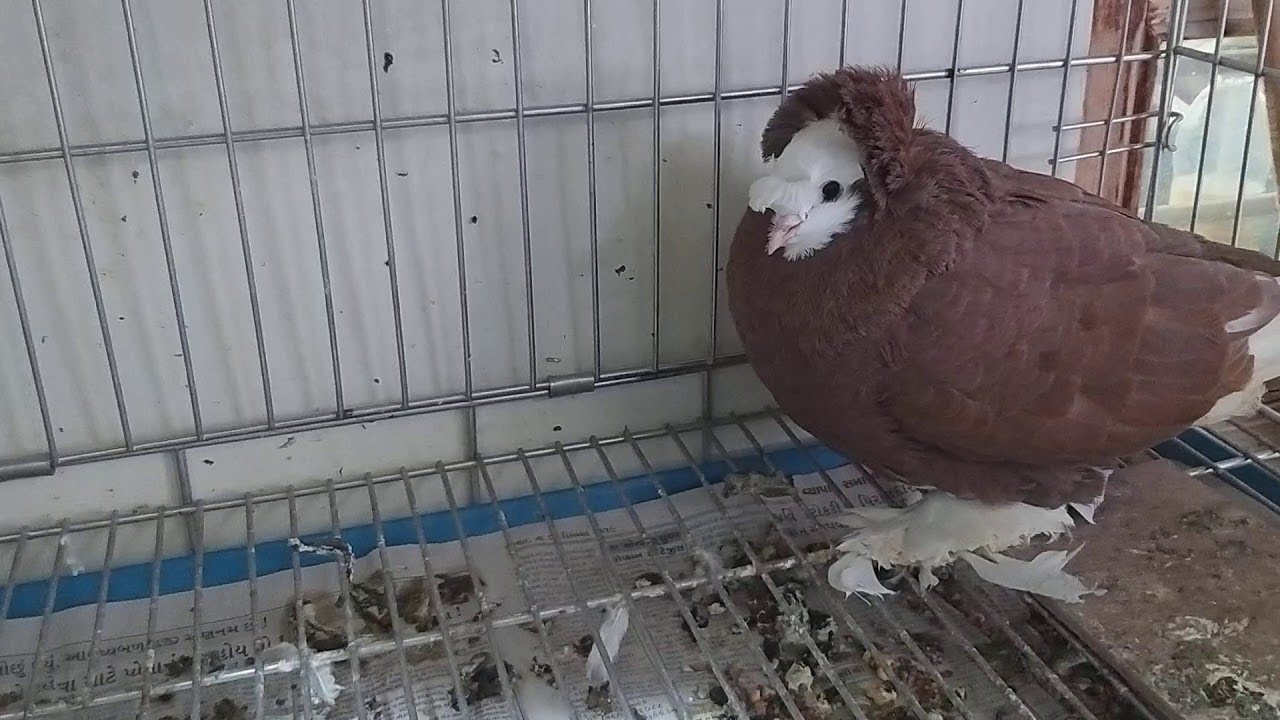 All Type of fancy pigeon In Hooghly / Fancy Kabootar and Bird Breeder ...