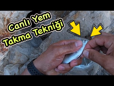 Bu Balık Adama Oha Dedirtir ! Canlı Yemle Büyük Balık Avı  !
