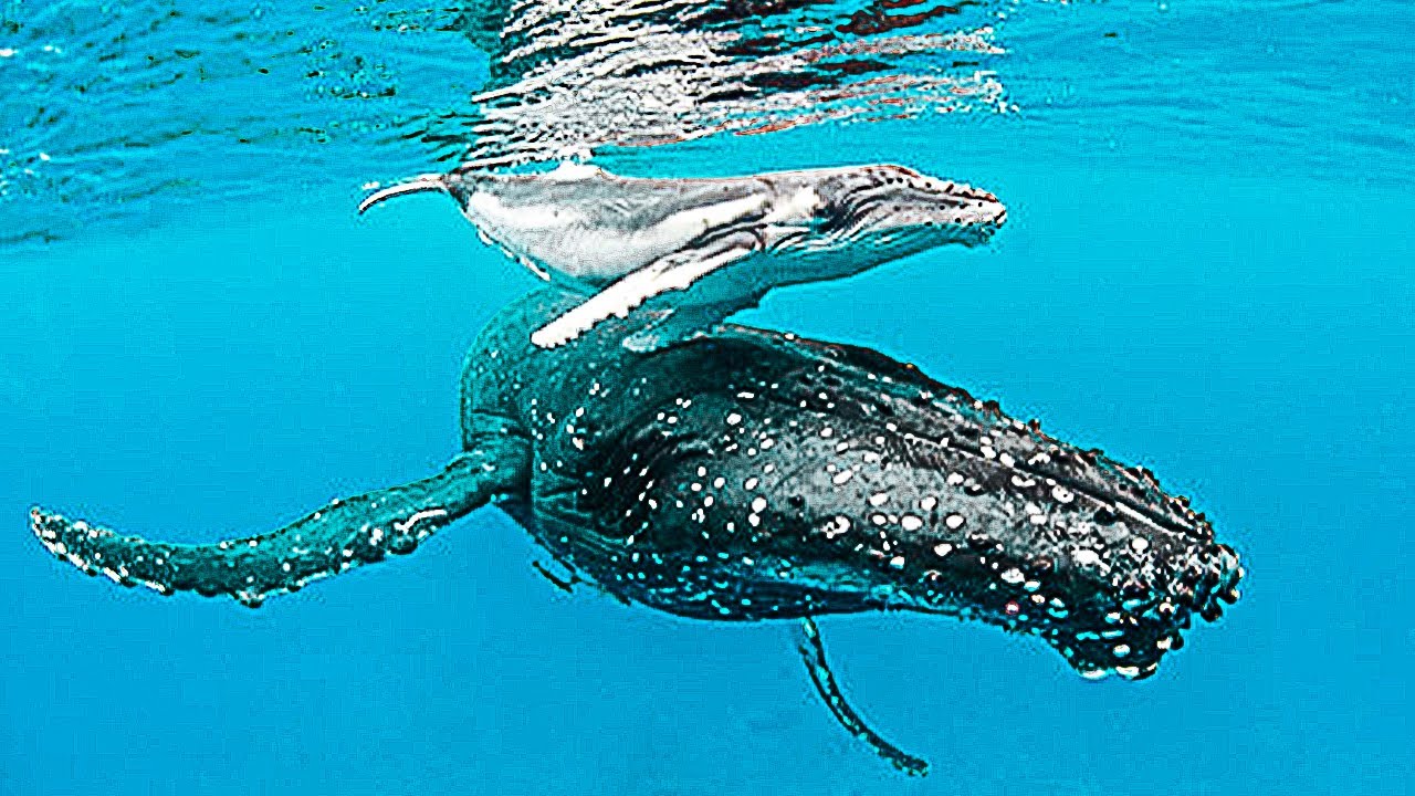 First Of Its Kind Case – Dolphin Mom Adopts Baby Whale - YouTube