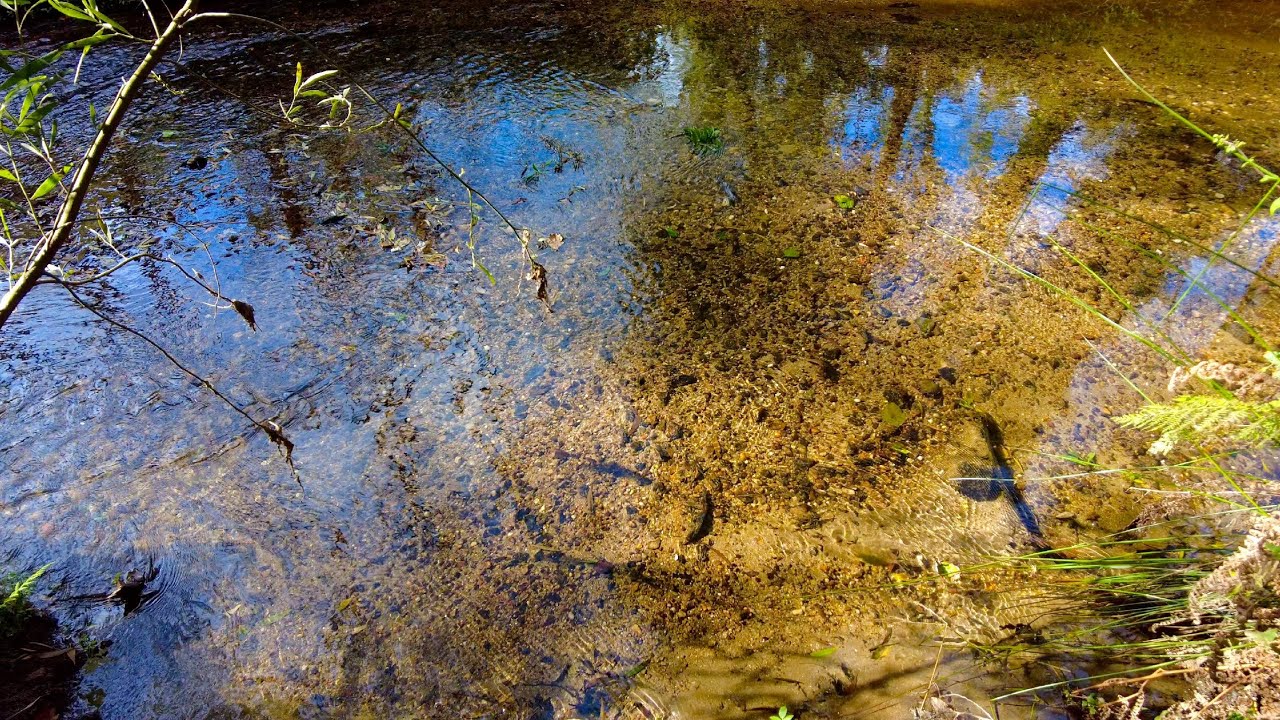 10 Minutes Relax - Shallow stream running with reflections of forest ...