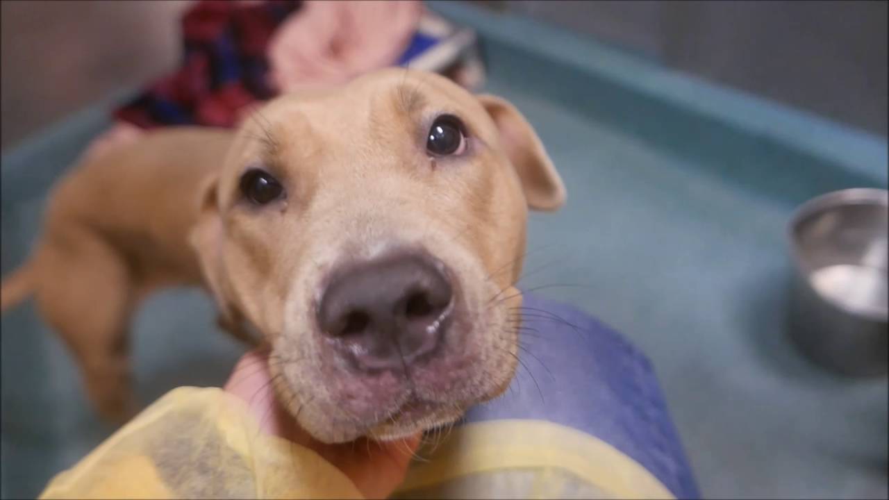 Bella Ruse - A1093209 - Brooklyn ACC - YouTube