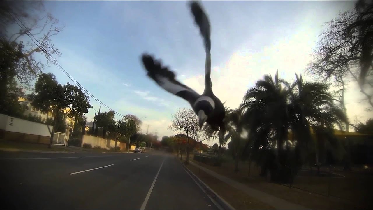 Attack of the Killer Magpie - YouTube