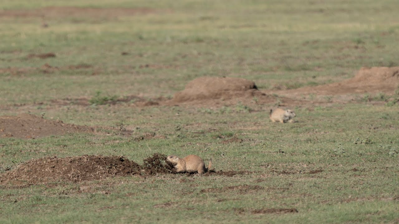 Prairie Dogs Playing and Digging - YouTube