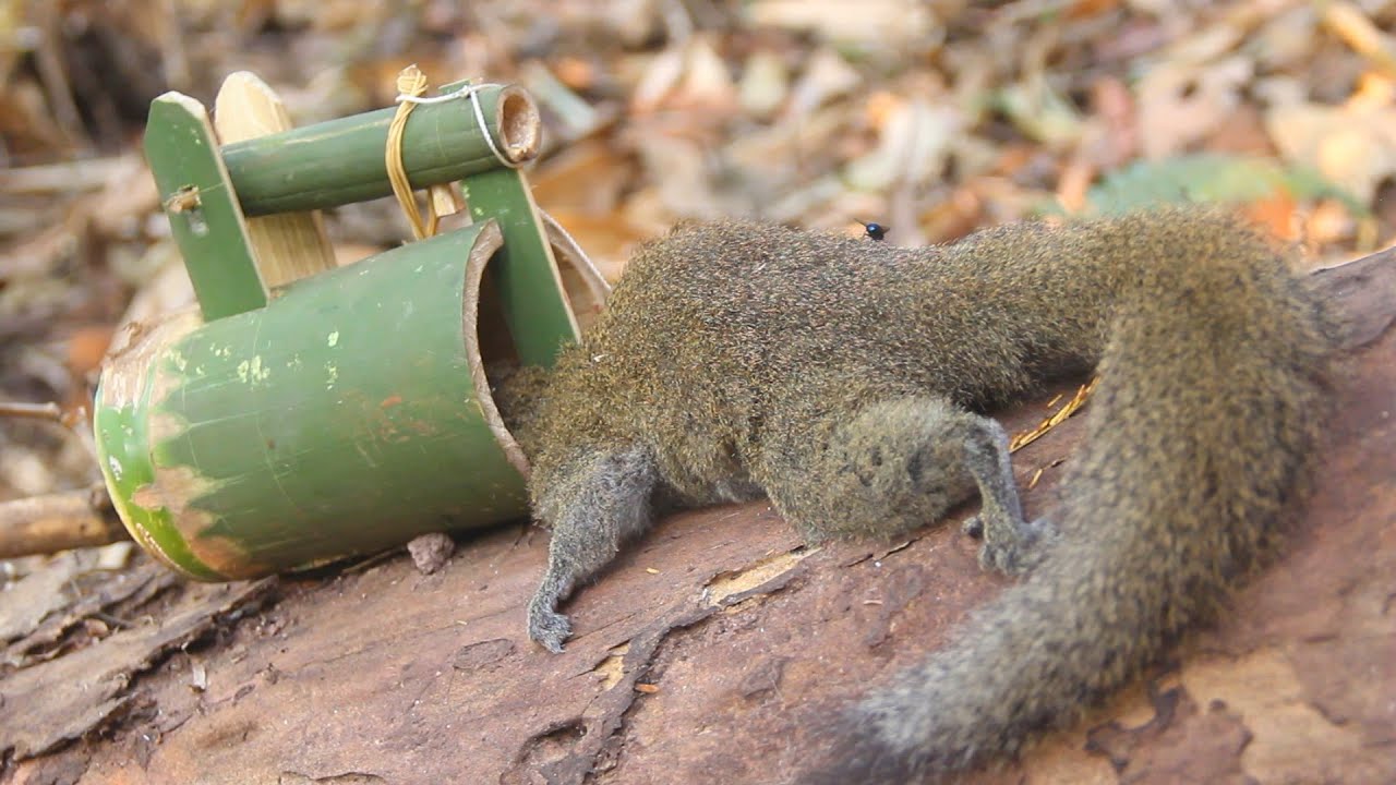 creative amazing bamboo trap for forest squirrel work very well - YouTube