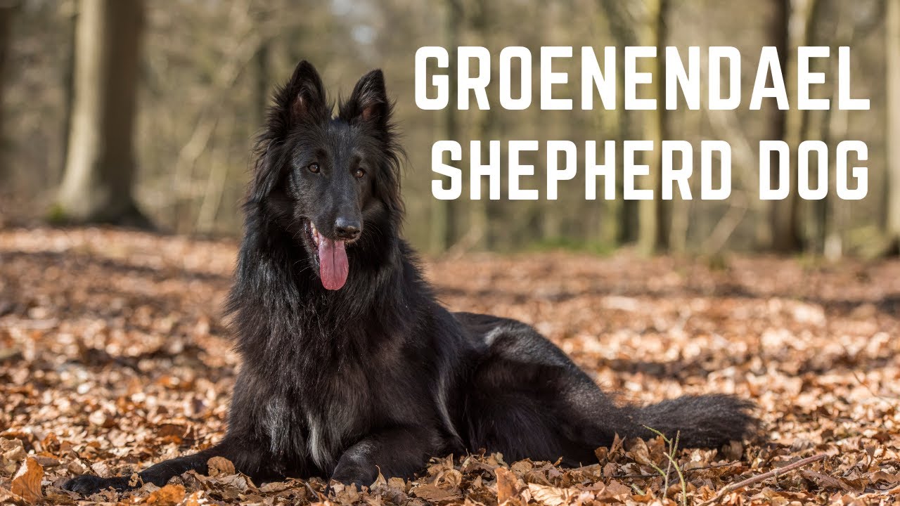 Groenendael Shepherd dogs. The Groenendael Belgian Shepherd History ...
