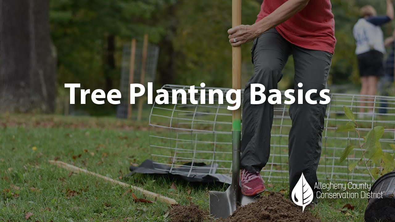 Tree Planting Basics Webinar - YouTube