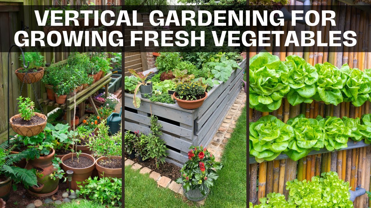 A Complete Guide to Vertical Gardening for Growing Fresh Vegetables ...