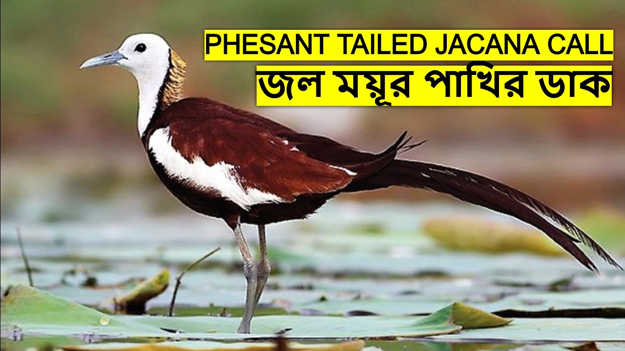 জলময়ূর পাখির ডাক | Pheasant Tailed Jacana Bird Call | Jol Moyur Pakhi ...