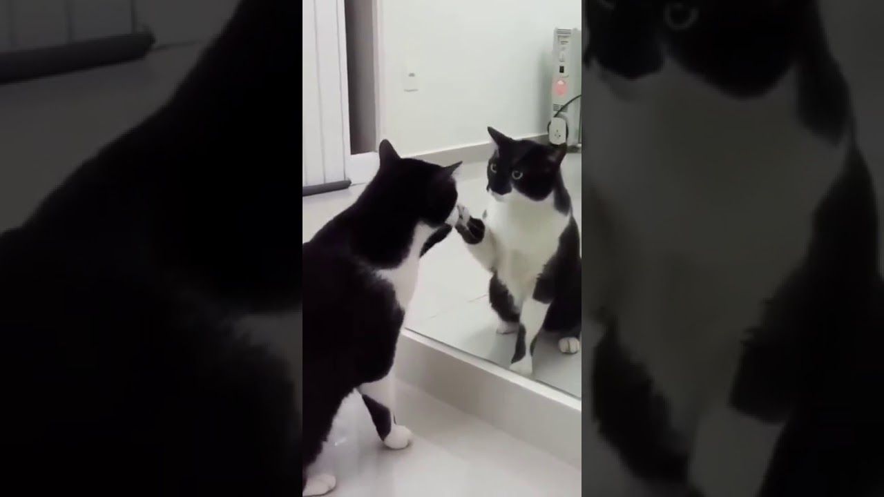 Cats Existential Crisis.mp4 - YouTube