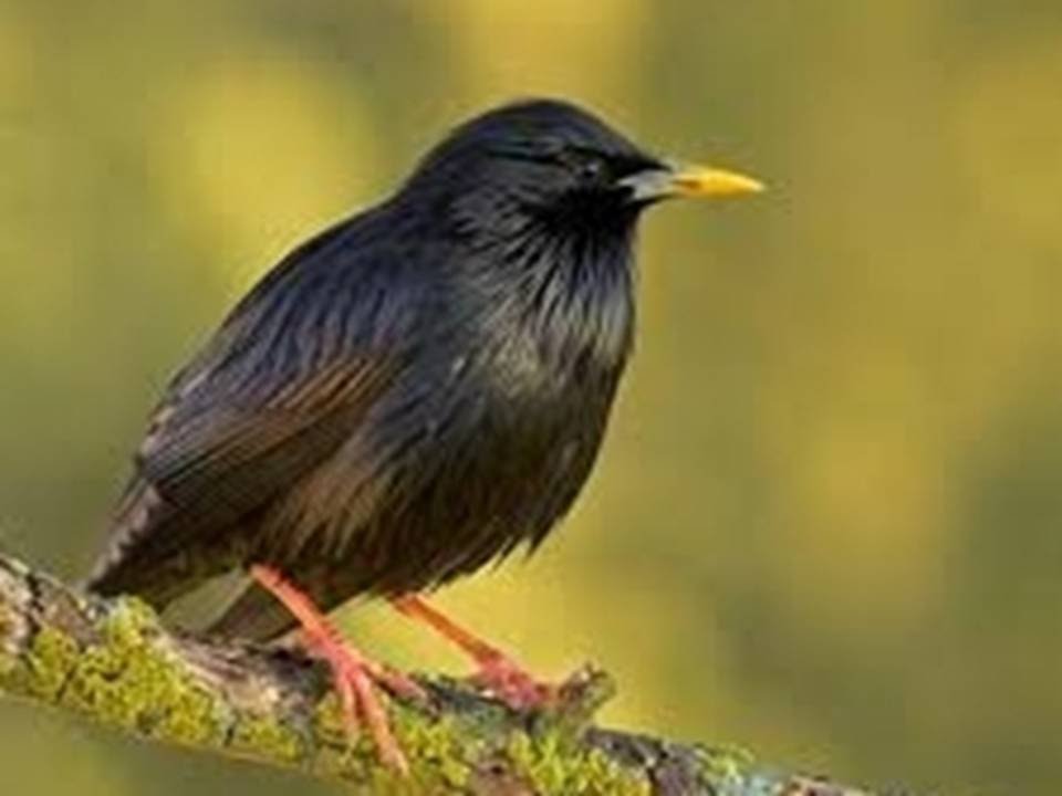 ESTORNINHO PRETO - STURNUS UNICOLOR - YouTube