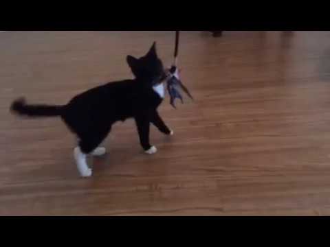 Angelica Adorable Tuxedo Kitten for Adoption