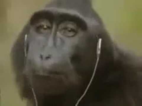 Macaco louco - YouTube