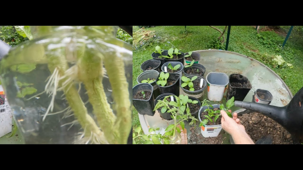 The July Garden - Tips for growing robust replacement plants - YouTube