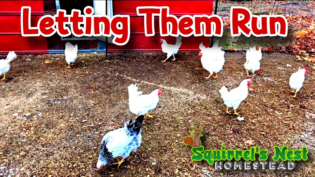 Letting These Chickens Run around For a Bit - YouTube