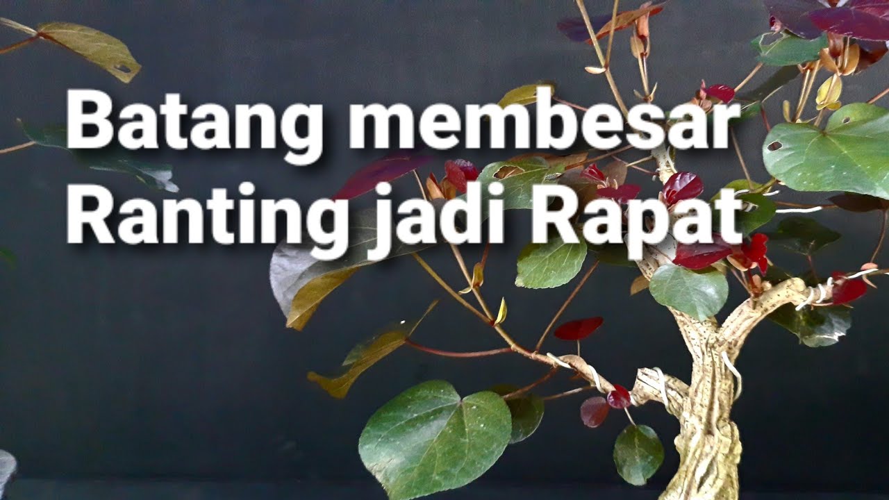 Kenali karakter guna optimalkan pertumbuhan Bonsai waru merah. - YouTube