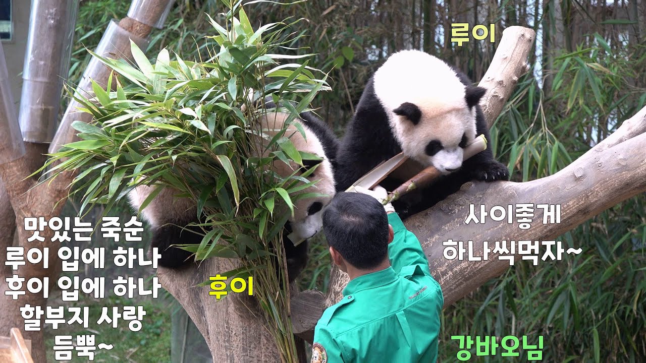 에버랜드 판다 맛있는 죽순 루이바오 입에 하나 후이바오 에게 주시는 강바오님의 손녀 사랑 야외 방사장 다녀와 당근 맛있게 먹는 아이바오 아루후와 강철원사육사님